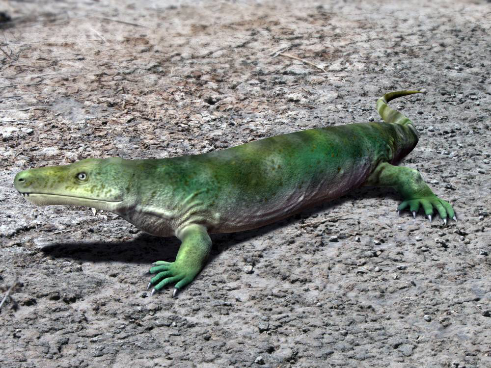 Mi blog: Galería de imágenes: Limnocelis