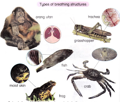 Breathe | Science Year 4