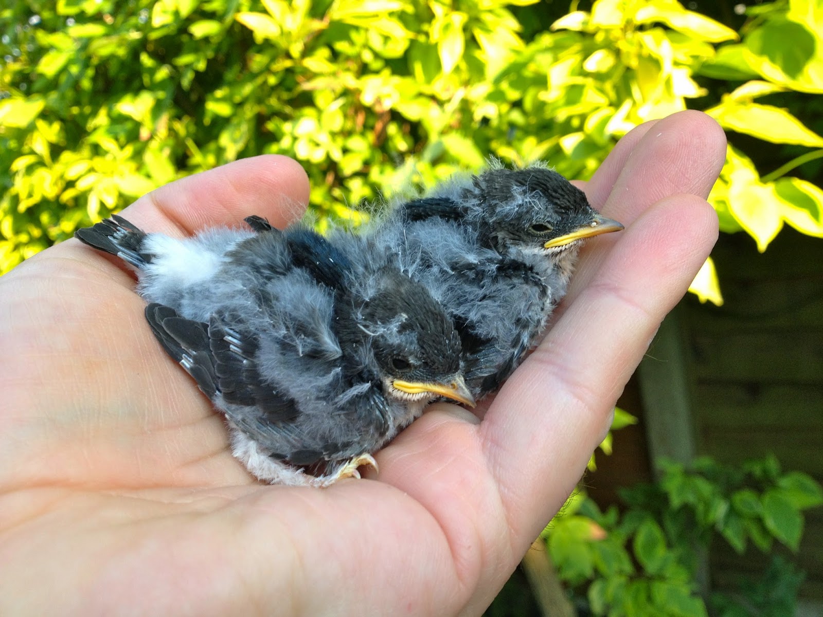 Archie's Peaky Birders Blog: House Martins..... quite literally!