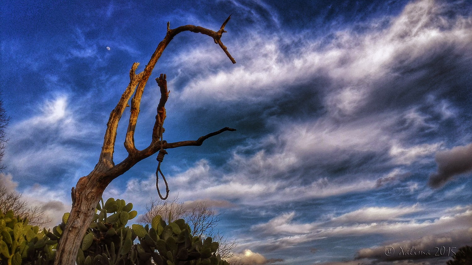 Xálima blog: EL ÁRBOL DEL AHORCADO