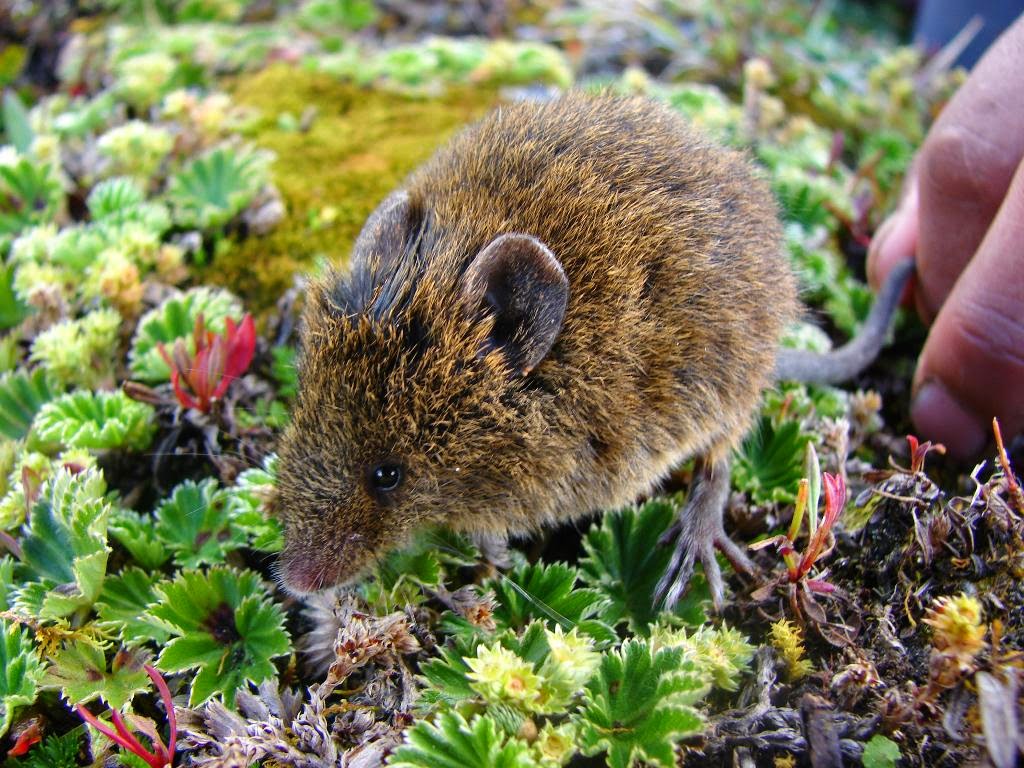 Fauna del Ecuador: ORDEN RODENTIA