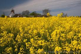 Lets see what are the meanings of yellow Flowers in flower's language ...