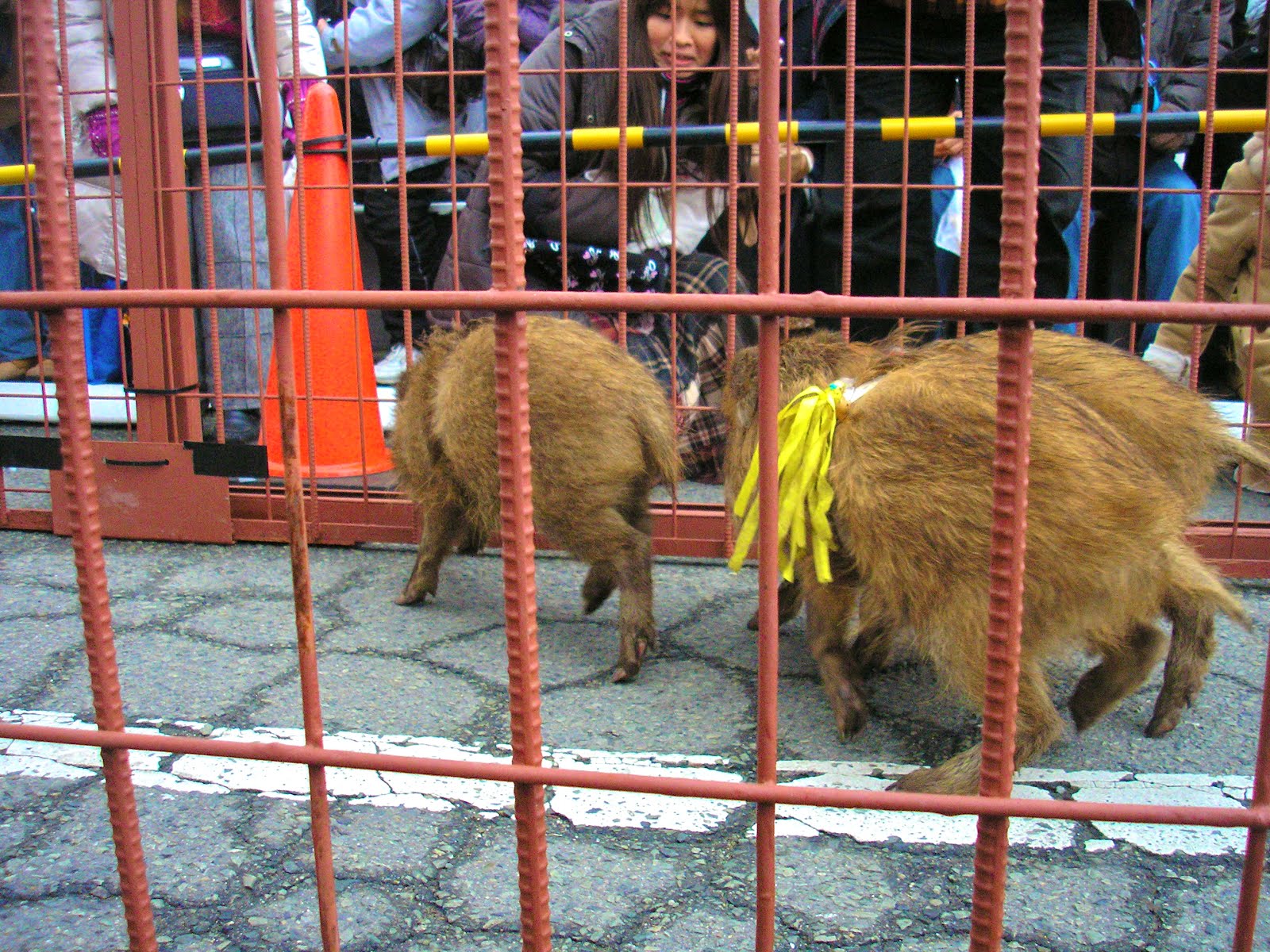 Craig and Quinn's Nihon Adventure: Inoshishi Matsuri (Prepare to have ...