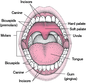 Bio-topics: Human Digestive System ( Structure of Alimentary Canal )