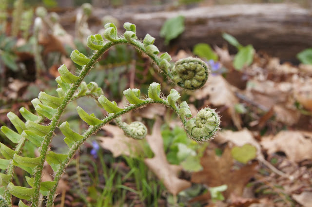 Things with Wings: New England Wildflower Society Garden in the Woods ...