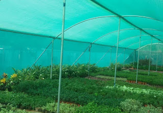 Insecnet Untuk Taman Depan Rumah Anda, Lebih Menarik dan Ramah Lingkungan