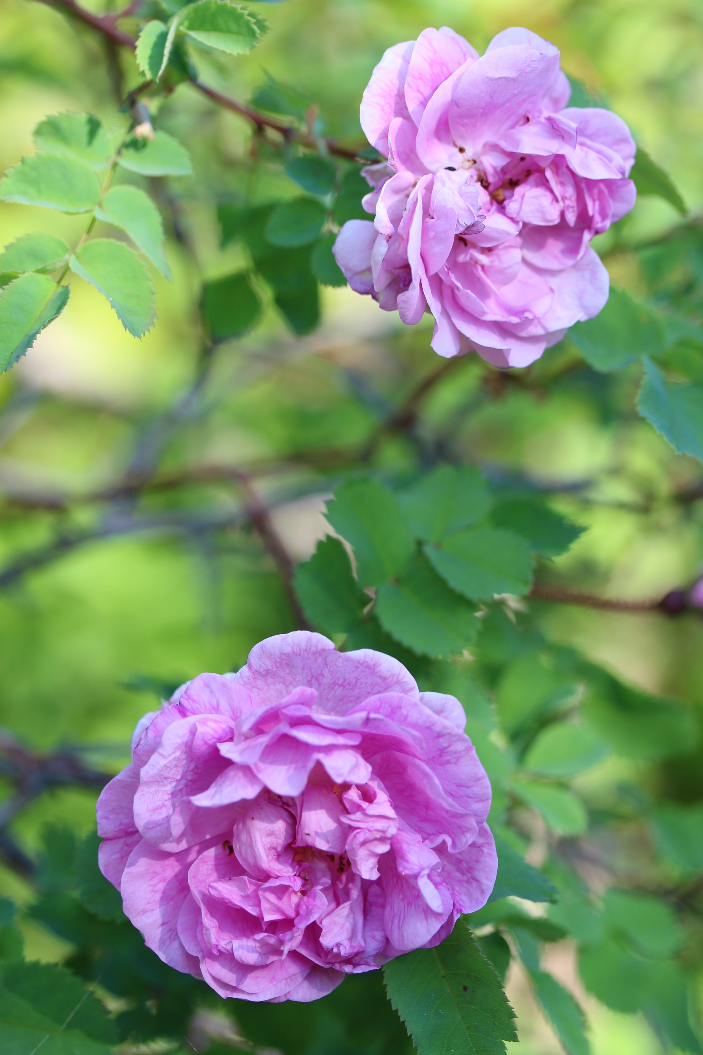 Koivuharjun puutarhasta kuvattua ja kuvailtua: Hurmaavat ruusut