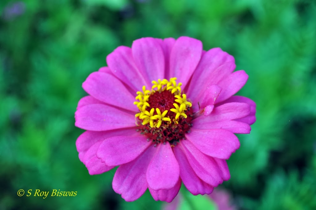 S Roy Biswas: Nondescript destinations of Kumaon – Visiting Jalna