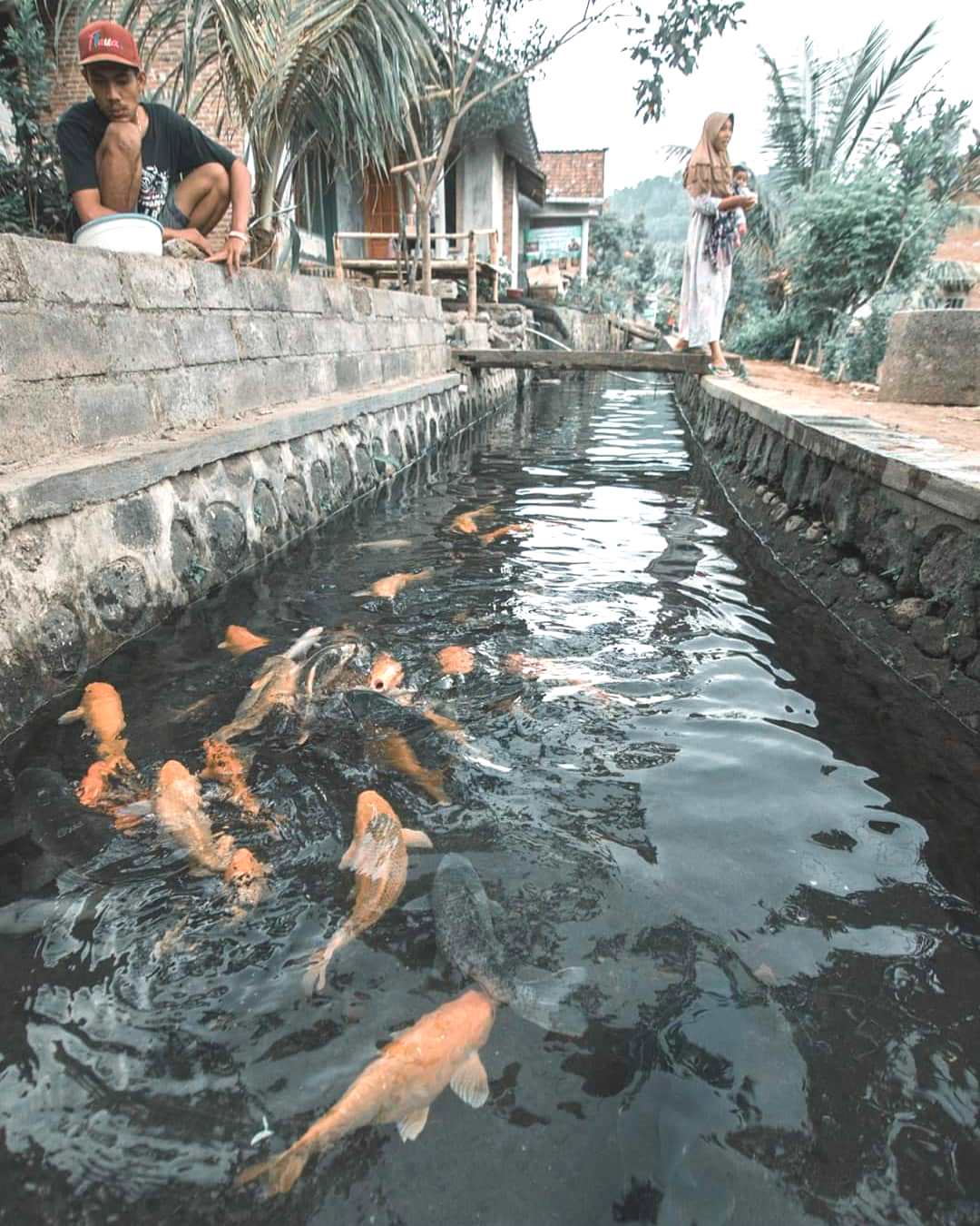 Seperti Ikan Dalam Belat Di Kampung Ikan Kluncing Ada Ikan Warna Hot