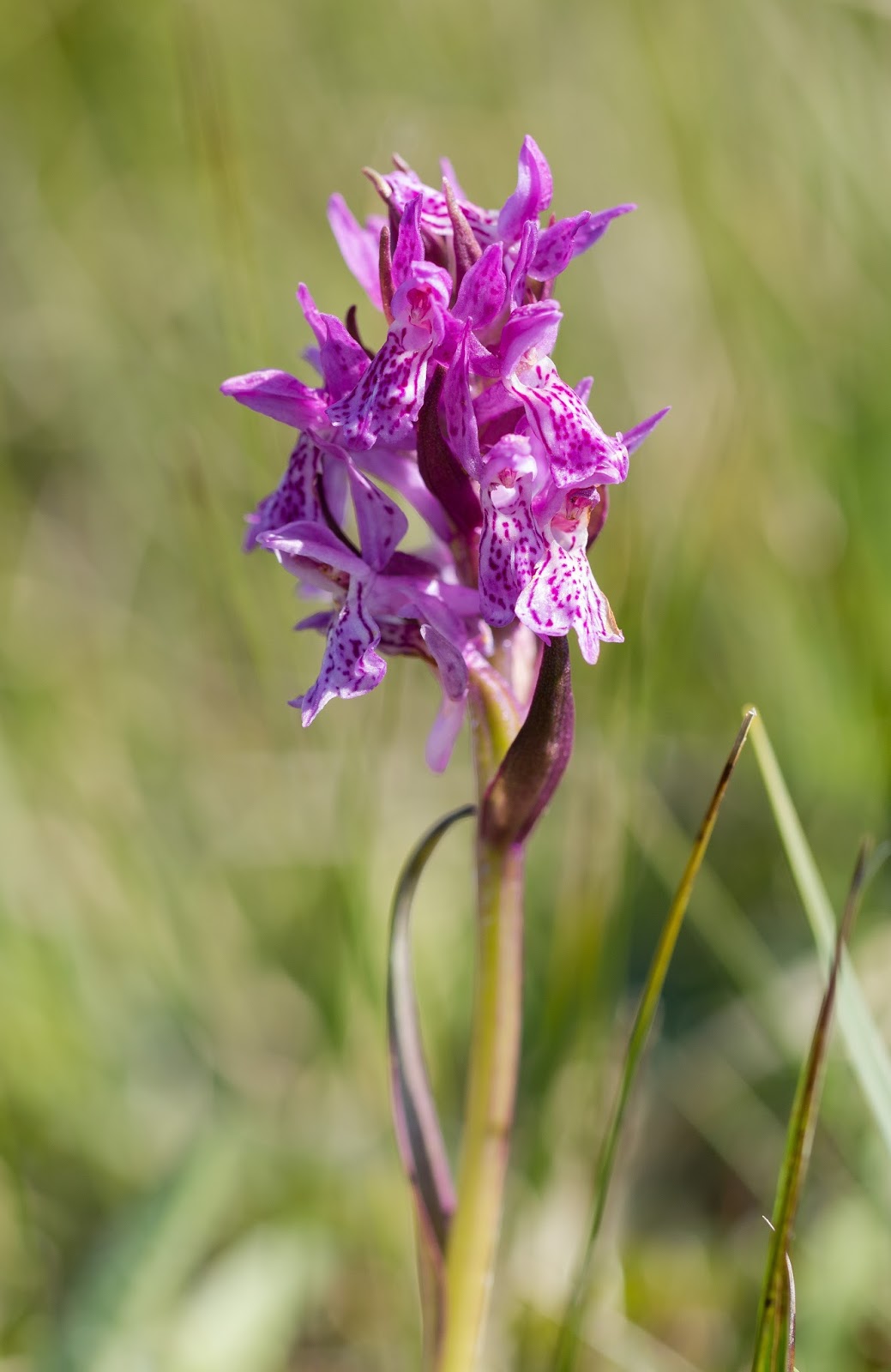 Pixie Birding: Pugsley's Marsh Orchid on Anglesey