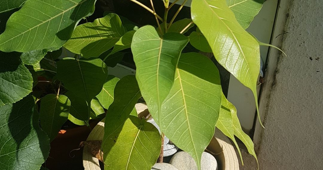 Upcycle ^^: Offer: Plant - Bodhi Tree Sappling (Katong/East Coast Rd)