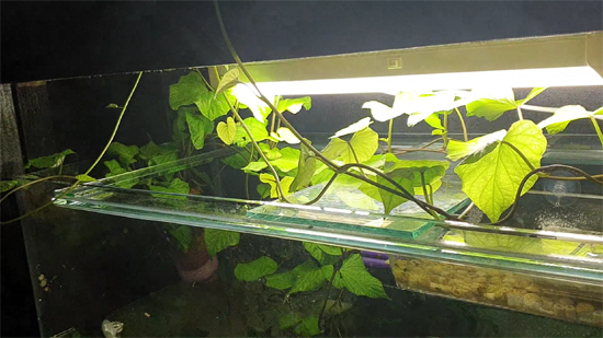 Grow Sweet Potato in Aquarium, No CO2, No Ferts
