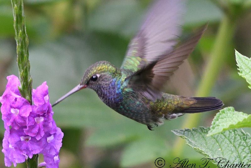 Michigan Hummingbird Guy: Peru Birding Trip Day 6 - July 13, 2018