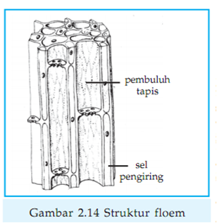 BELAJAR BIOLOGI: Struktur Dan Perkembangan Xylem Dan Floem