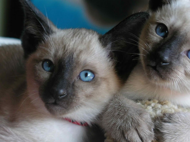 Carolina Blues Cattery announces Sheeba's Winter Kittens