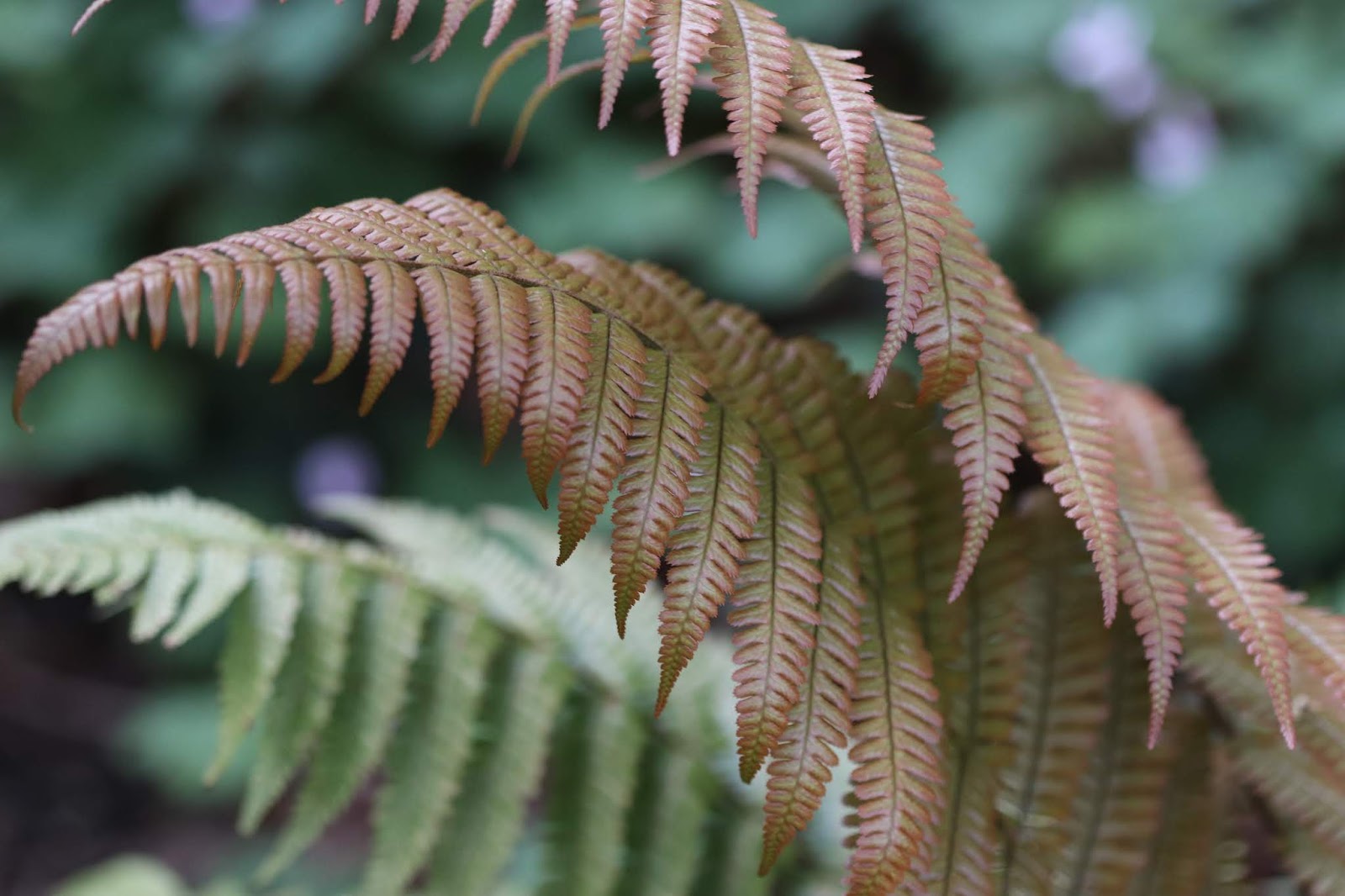 Ferns at Chickadee Gardens