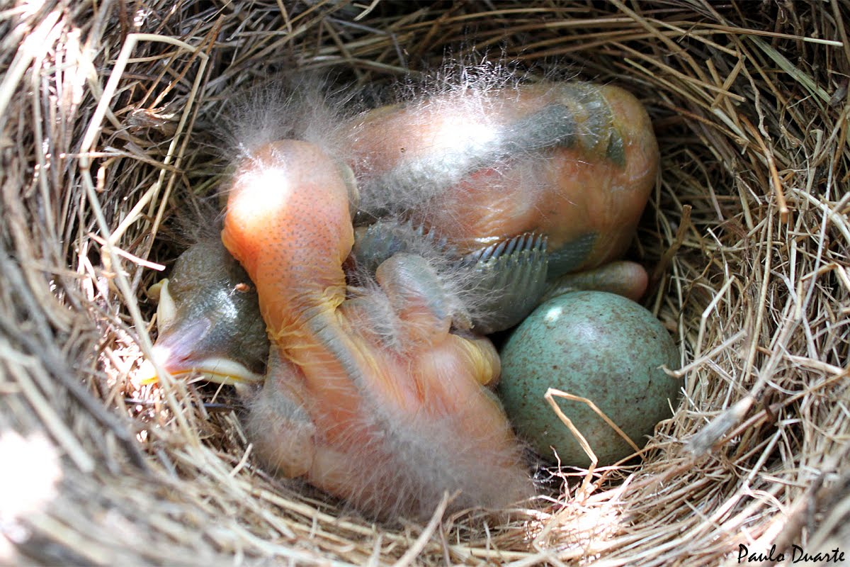 A arte de debicar: Melro-preto