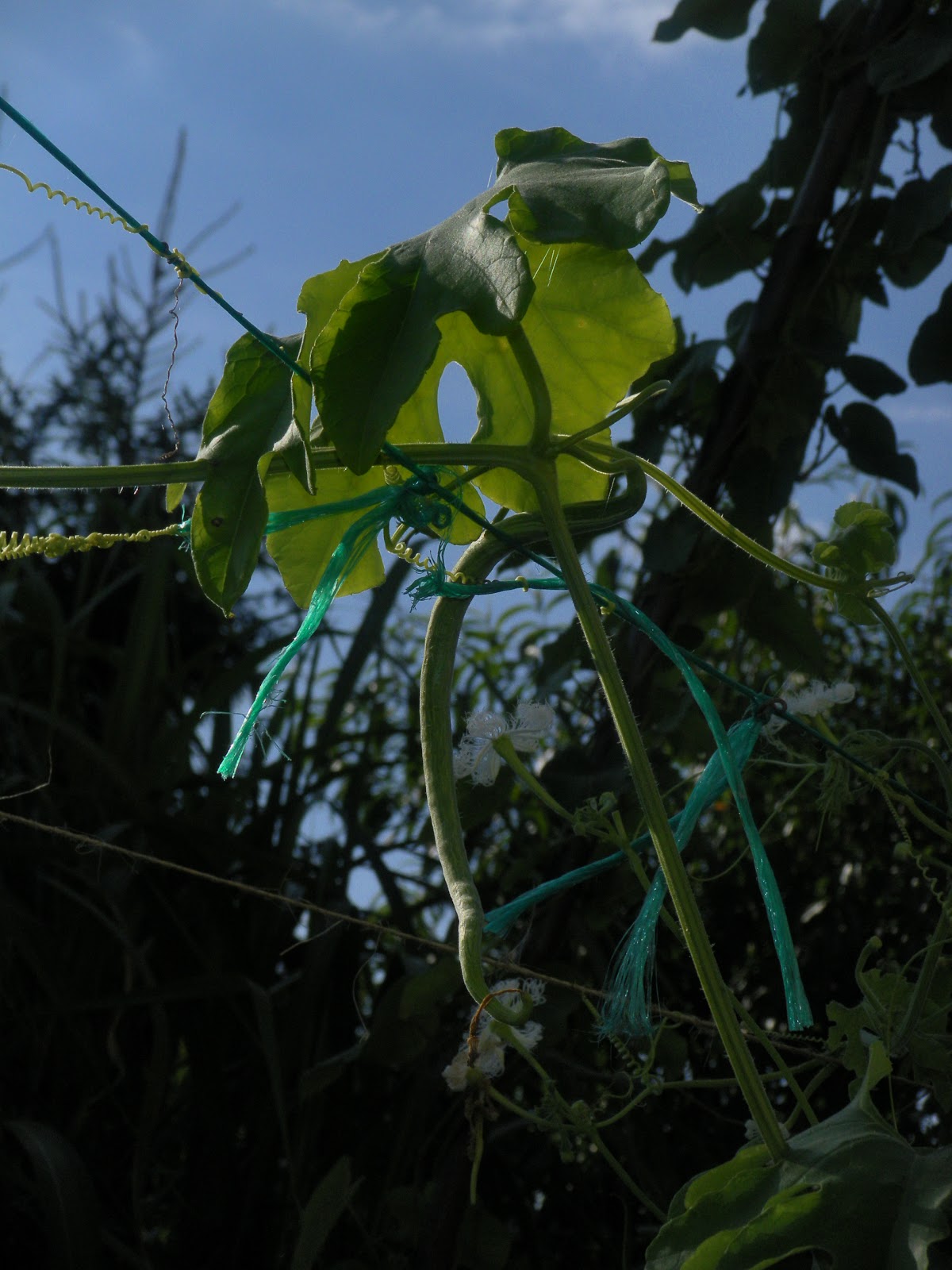 Scirpidiella's Plants: Snake Gourd, Snake Tomato (Trichosanthes anguina)