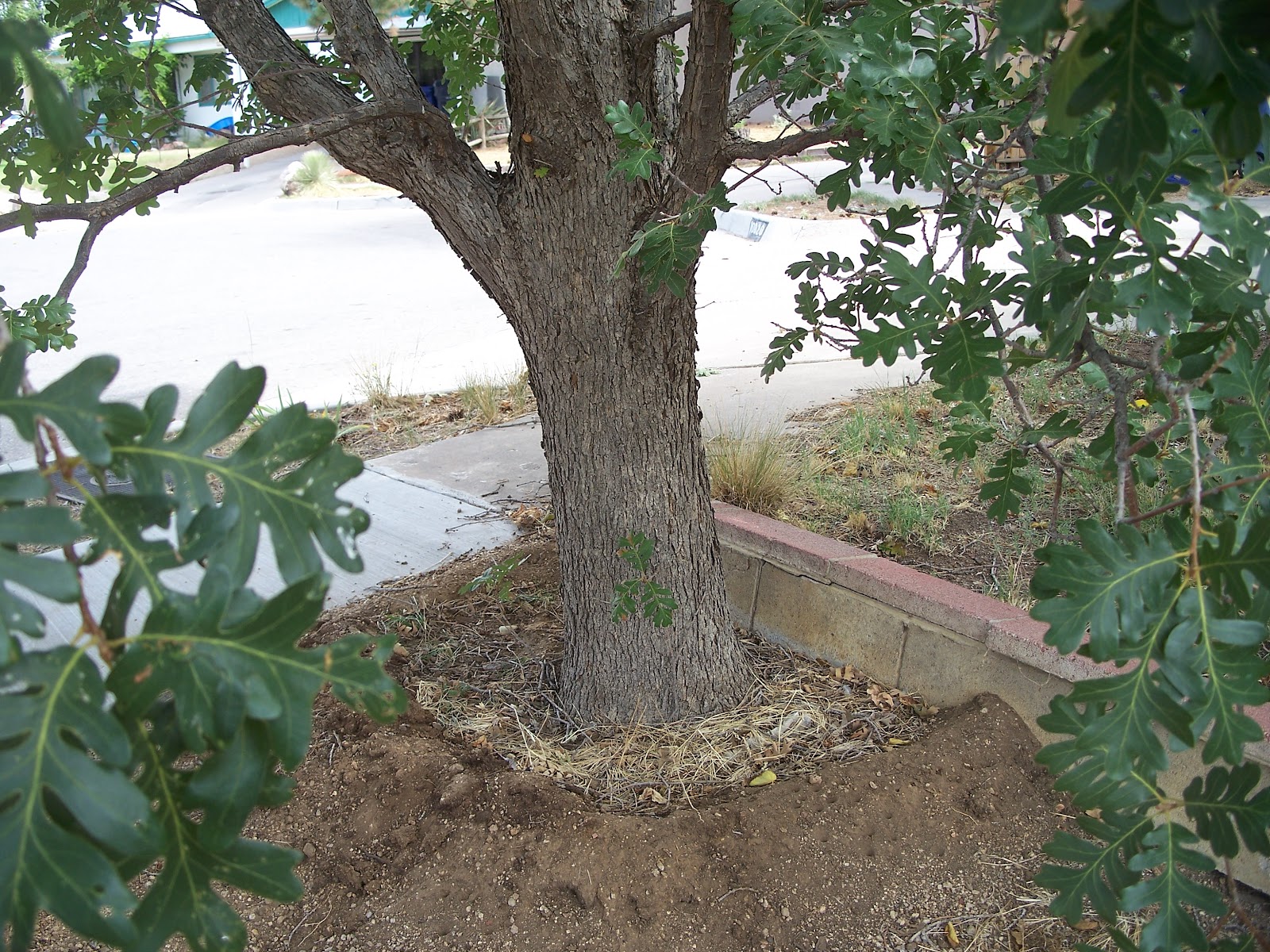 October Tree of the Month: Gambel Oak