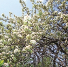 Всё о бегониях и не только...: Груша грузинская (Pyrus georgica, =Pyrus ...