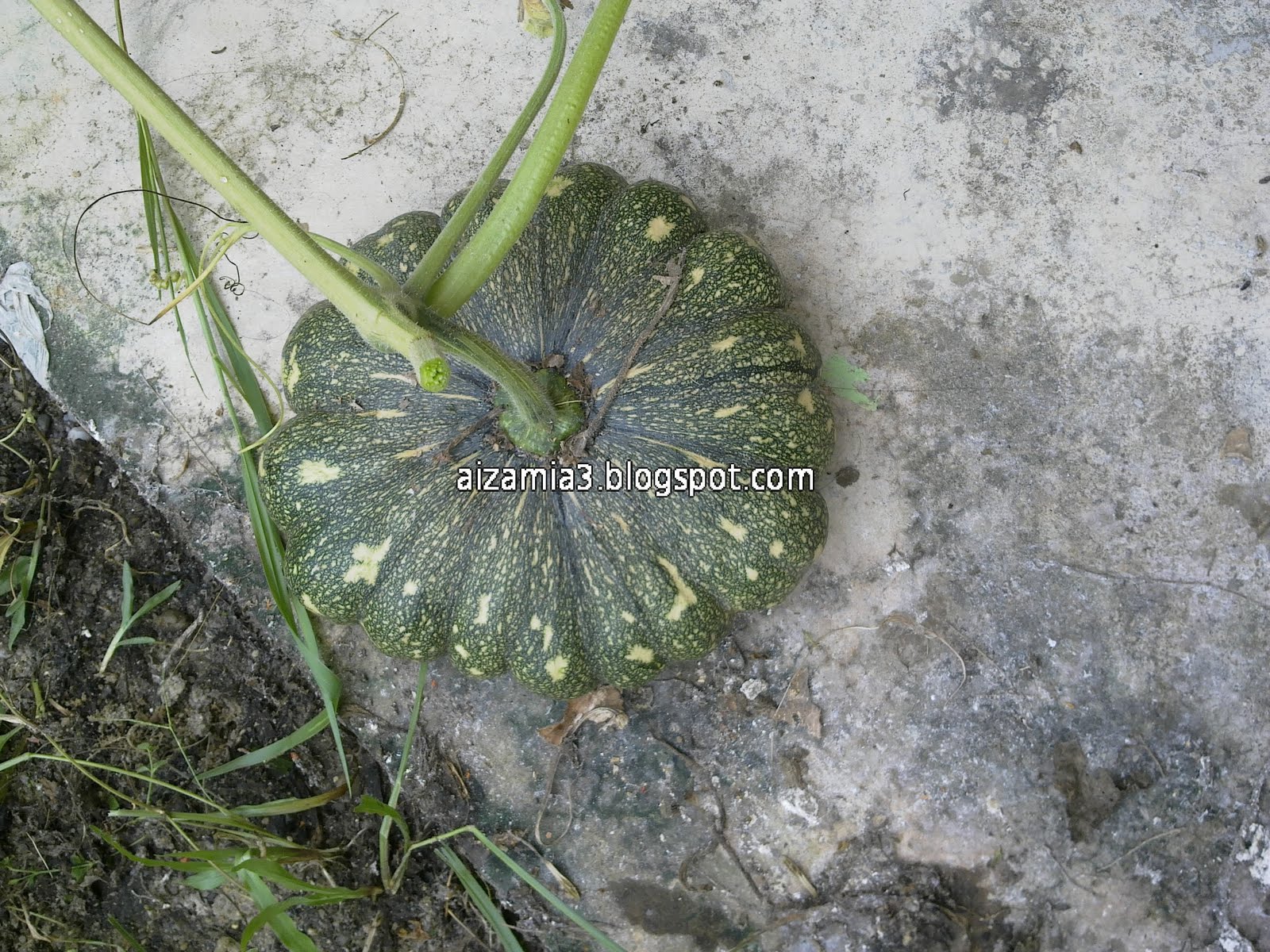 aizamia3: Labu oh Labu..