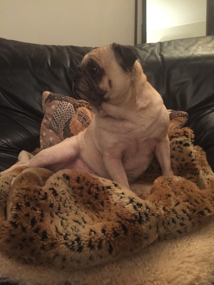 RevampShebang: Easy Fix: How To Get Rid Of Frito Pug Stinky Smell
