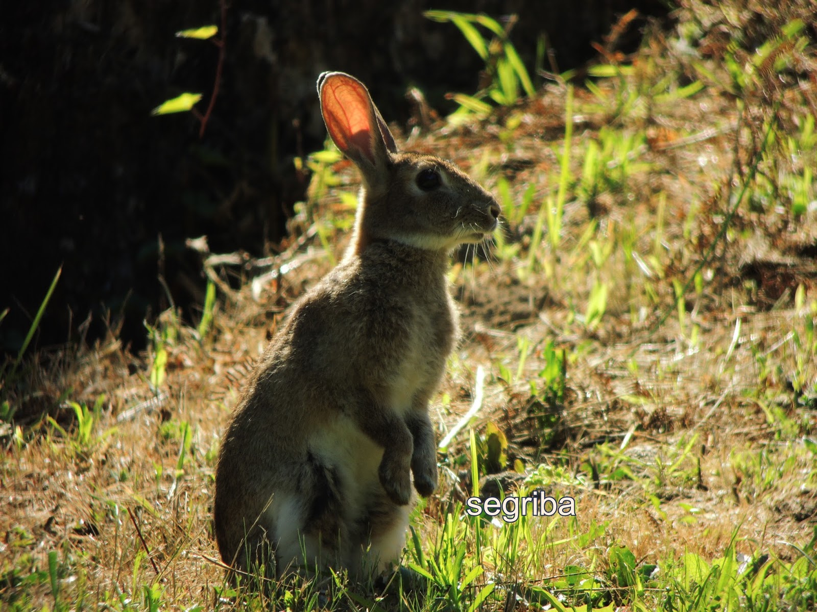 laiberianatural: Conejo (Oryctolagus cuniculus)