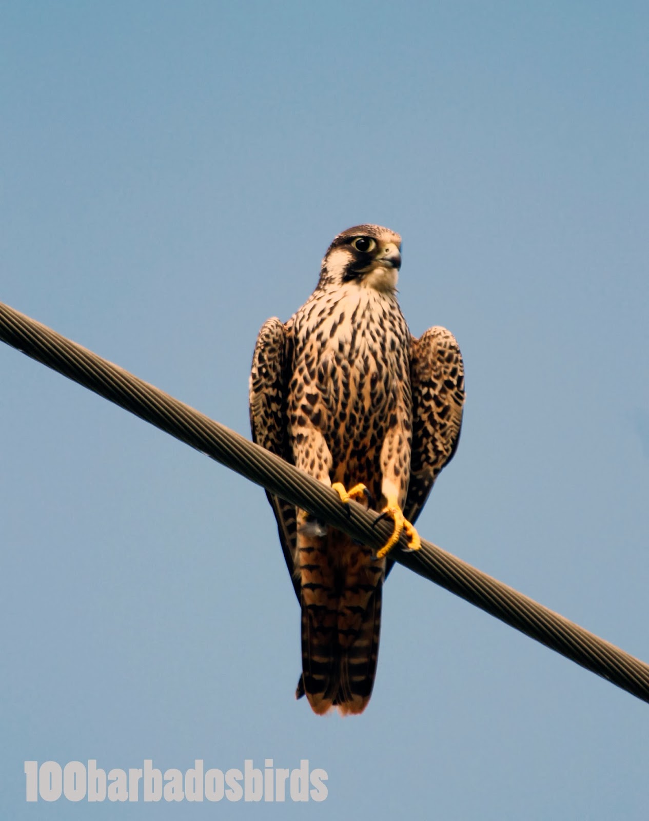 Birds of Barbados: Peregrine Falcon (Falco peregrinus)