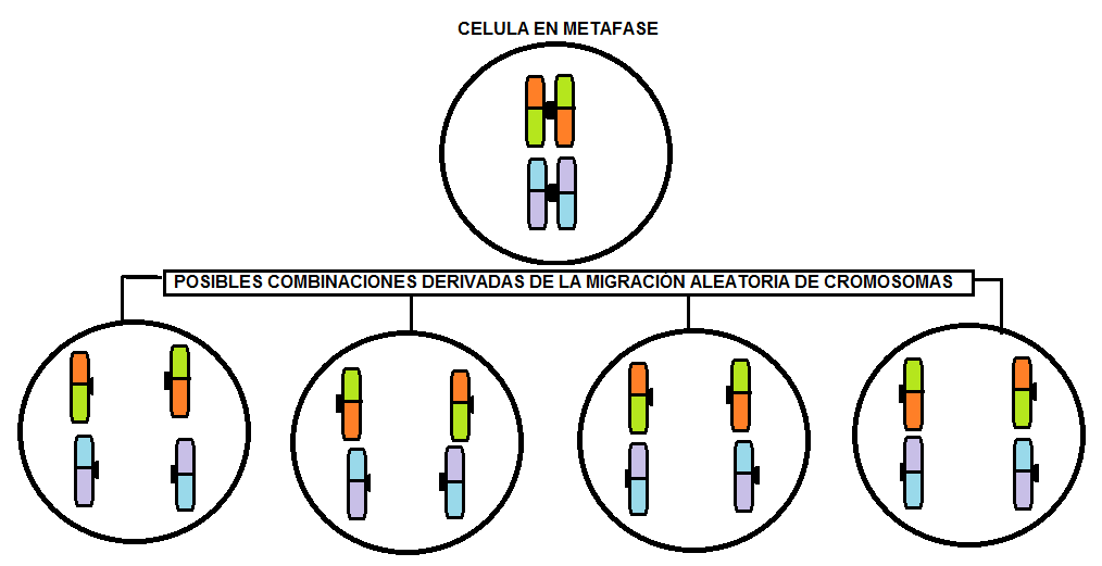3 Variabilidad GenÉtica