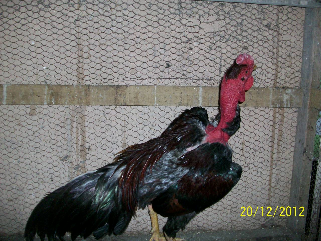 QudRiFaRm: Ayam Botak (Naked Neck Chicken)...