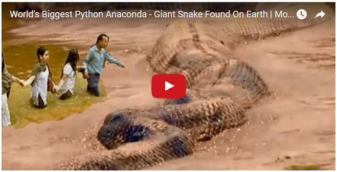 World's Biggest Python Anaconda - Giant Snake Found On Earth | Most ...