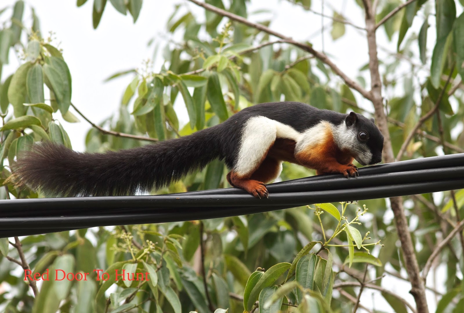 RED Door To Hunt: Pokok Mahang Biasa~Macaranga bancana~ Common Mahang.