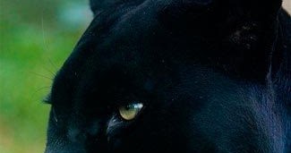 Do Berço até ao Túmulo: TÓTEM - PANTERA NEGRA