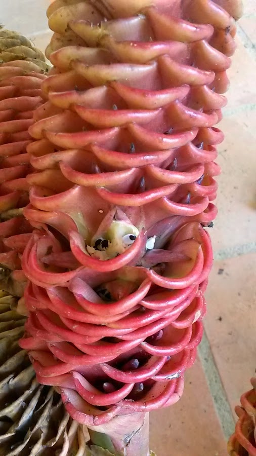 Semillas de Zingiber spectabile o micrófono, flor de maraca, jengibre ...