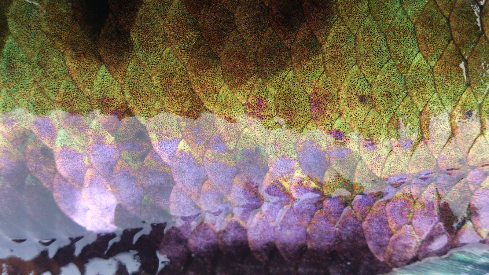 Bersia Lake ~ Fish On...!!!