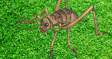 Aedan L : Wetapunga, Our native insect.😎😎😎