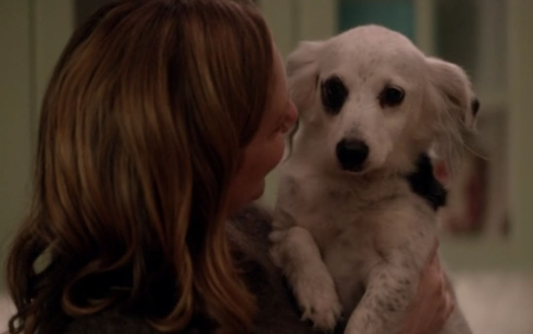 Review: Good Boy - 10th Circle | Horror Movies Reviews