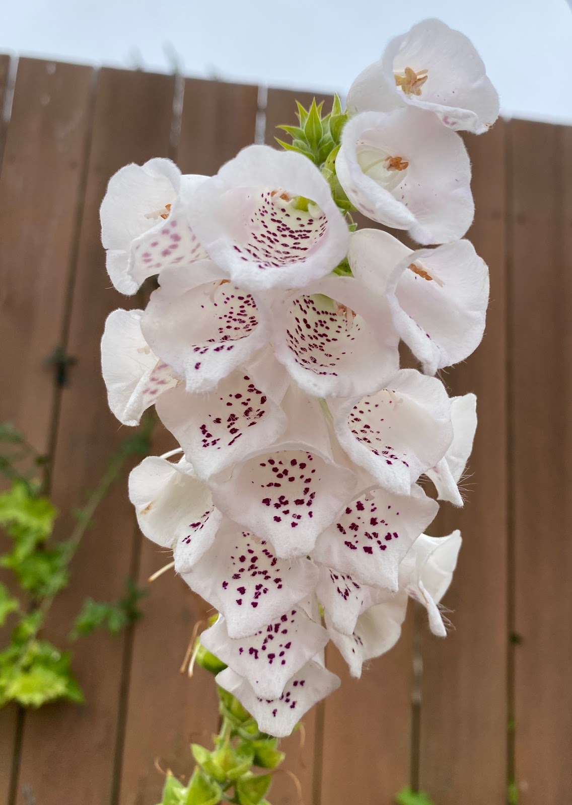 Shoreline Area News: Flowers with spotty bells - foxglove
