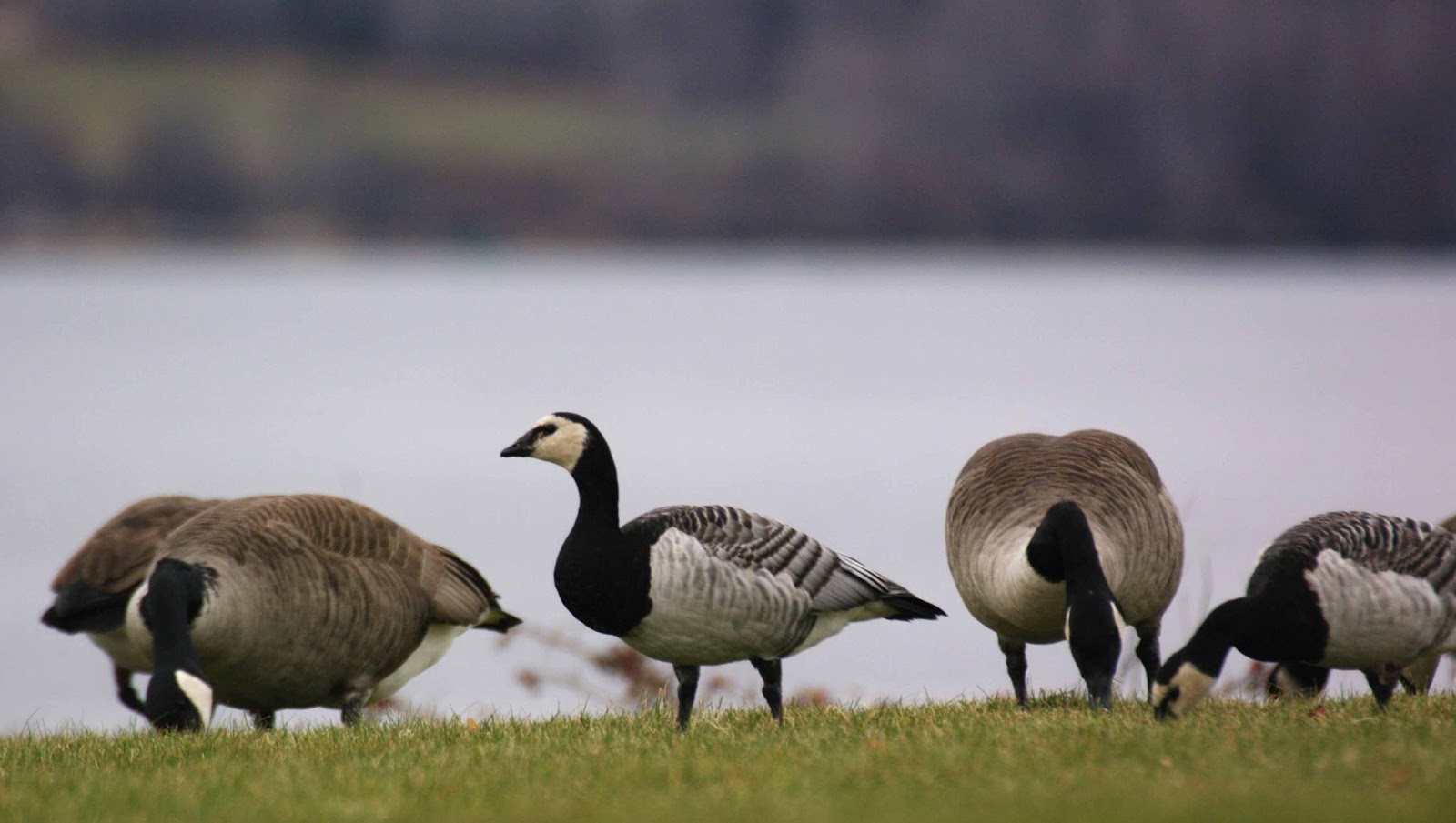 Bev's Nature Blog: Barnacle Goose