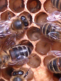 The Hivemind and Me: Sacbrood