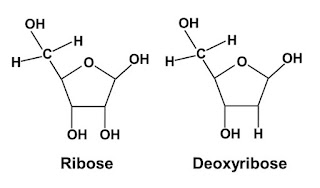 Neet Cracky: The major differences between DNA and RNA