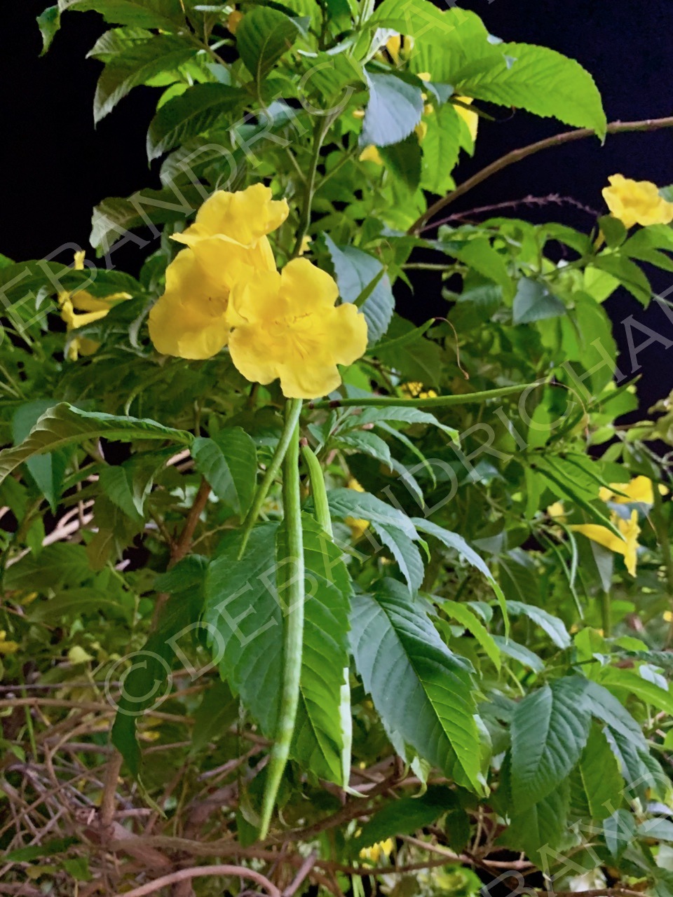 Next Stop.....the World!: Monday's Moment: Yellow Elder Flower