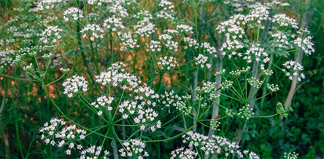 “Mısır anasonu” da denen ve tohumlarından kekik kokulu bir yağ elde edilen otsu bir bitki ...