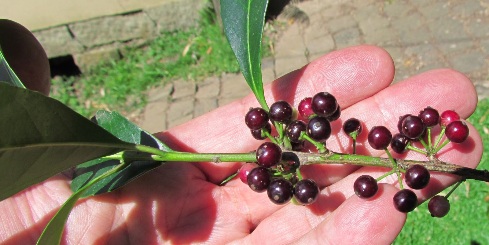 Clique ambiental:: A erva-mate