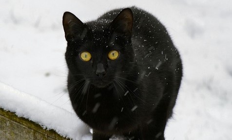 Cerita Horor Siluman Kucing Hitam Penunggu Pasar