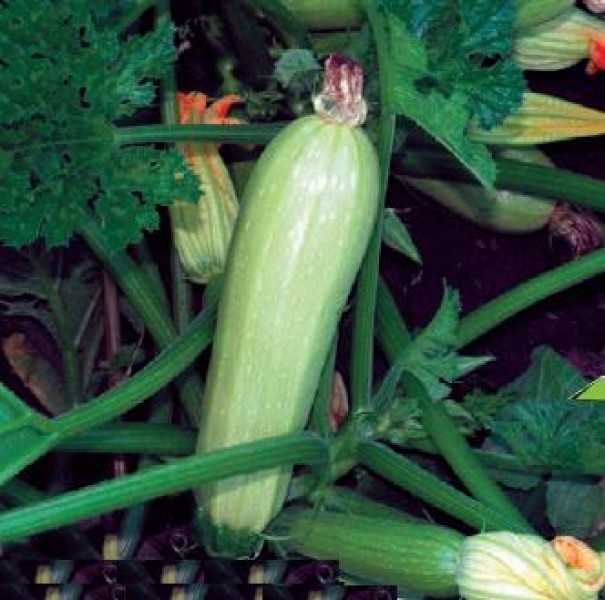 Seminte si plante de gradina hobby: Dovlecel timpuriu fara vrej