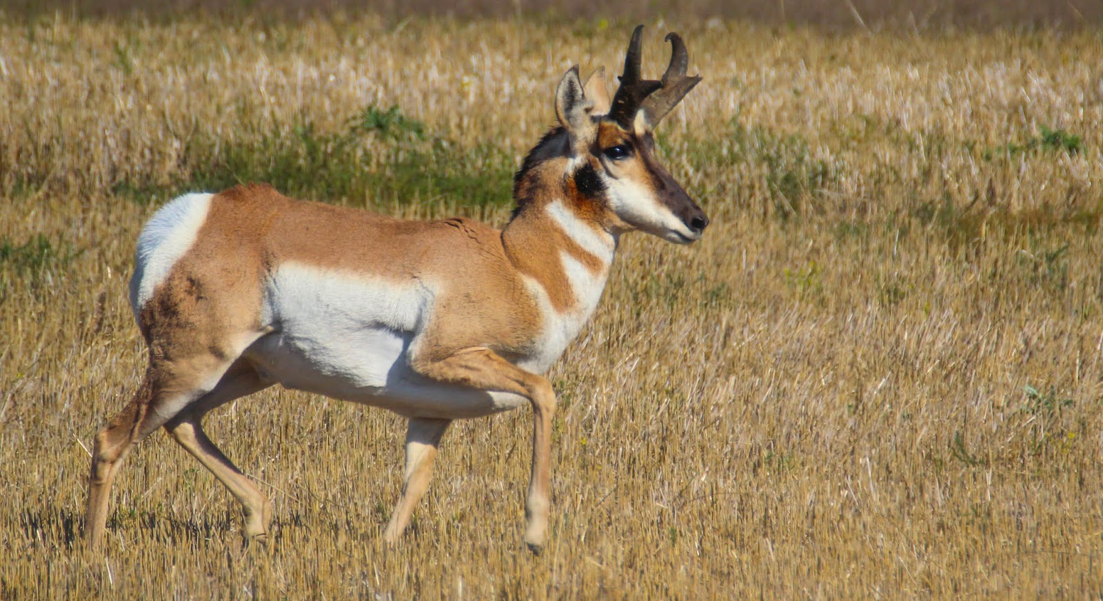 Cannundrums: American Pronghorn