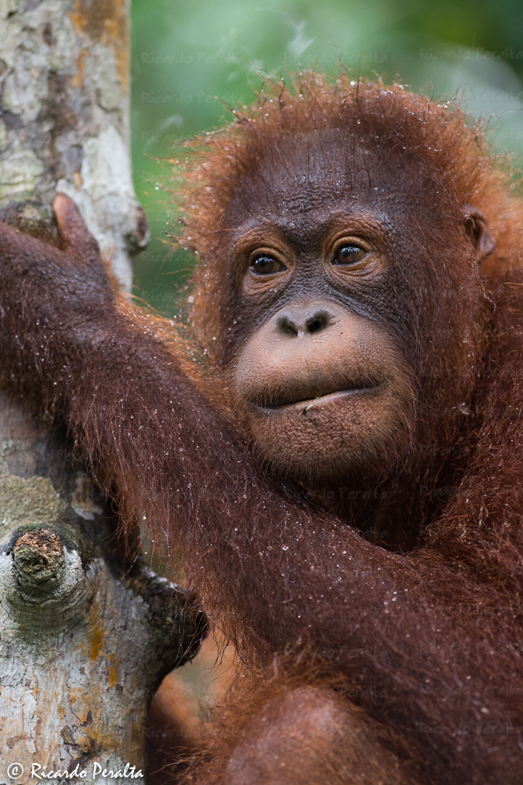 Ricardo Peralta. Fotógrafo de Naturaleza: Orangután de Borneo (Pongo ...