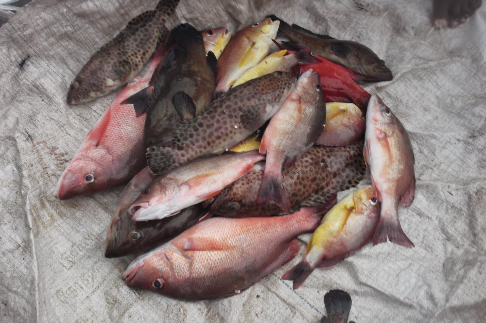 NEGOMBO SEAFOODS: RED SNAPPER