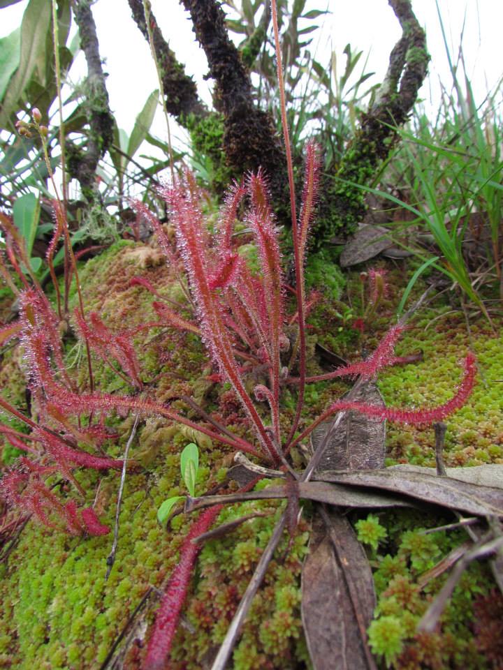Droseras Brasileiras - Drosera villosa